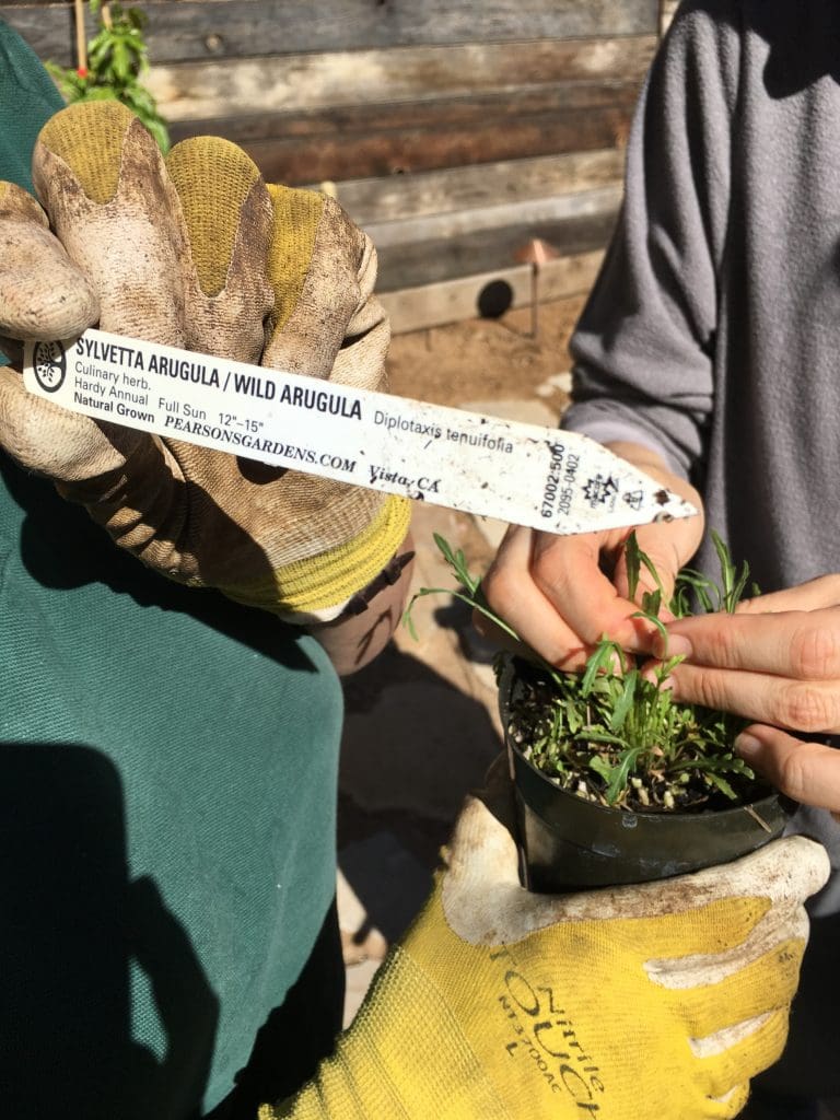 Summer Garden Fun - the kind life