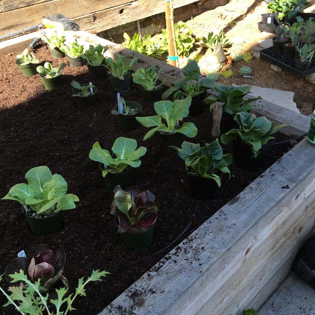 Summer Garden Fun - the kind life