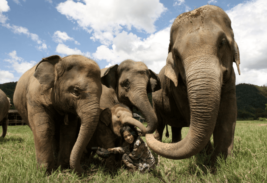 Thailand Elephants Need Your Help for a Cruelty-Free Future - the kind life