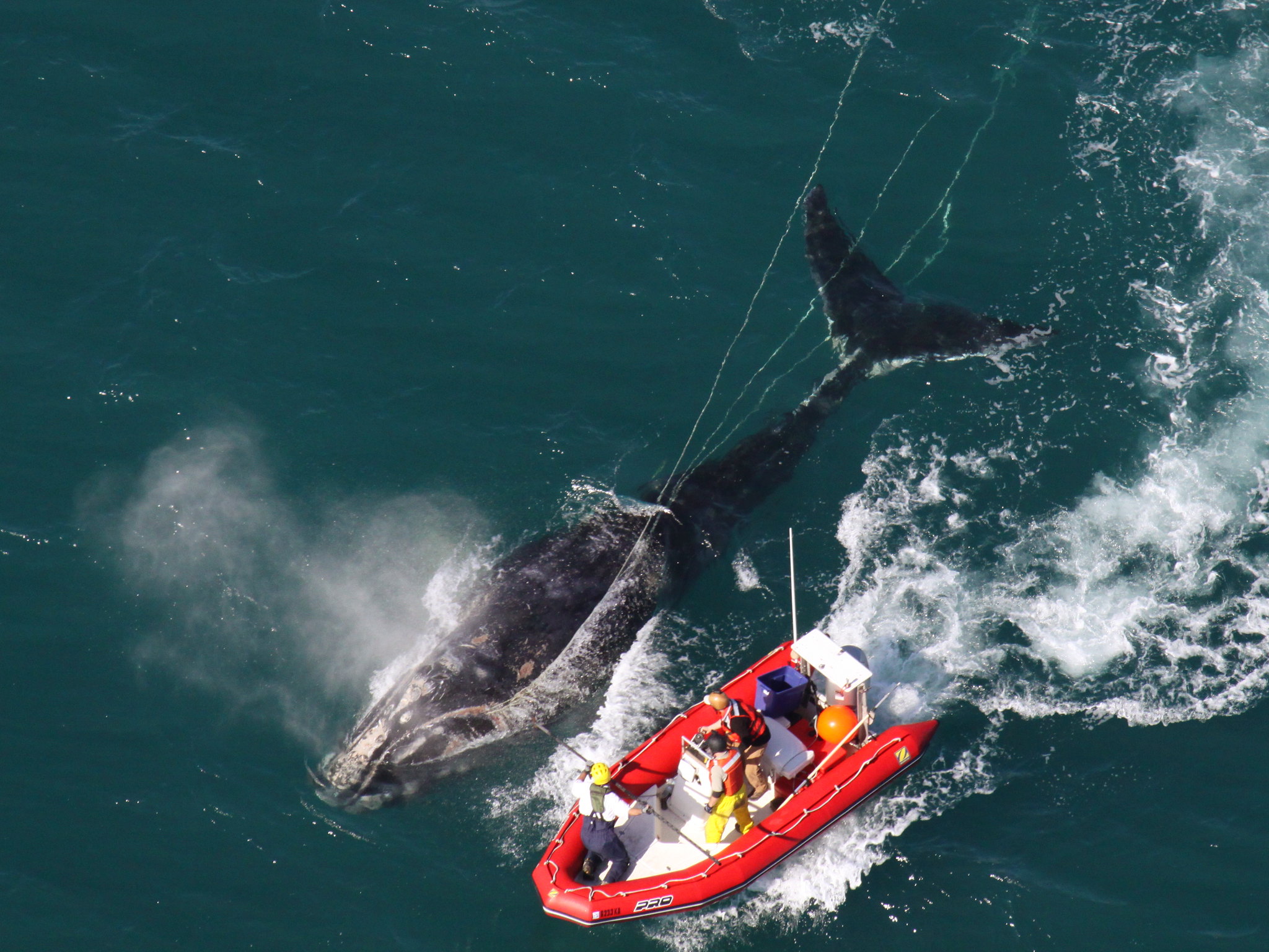 The Plight of the North Atlantic Right Whale - the kind life
