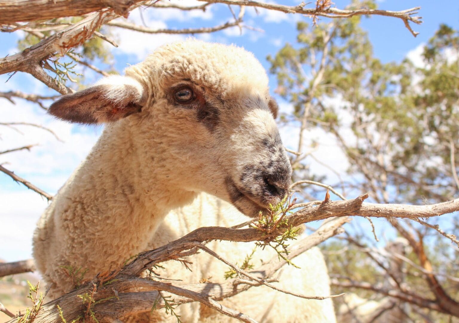 How to Help Farm Animal Families on Mother’s Day - the kind life